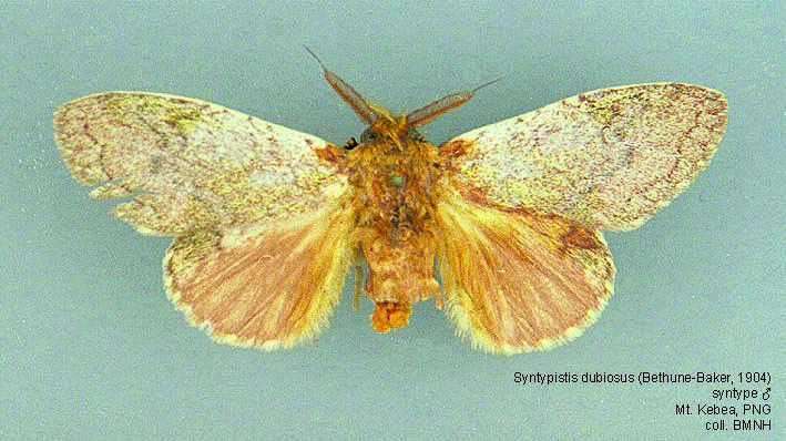 Papua Insects Foundation (Lepidoptera/Notodontidae thumbnails)